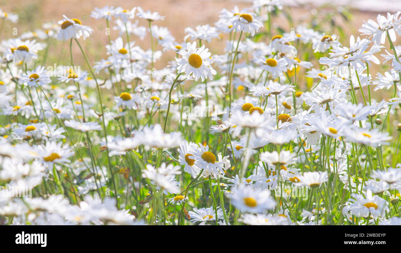 Wild daisy flowers growing on meadow, lawn, white chamomiles on green ...
