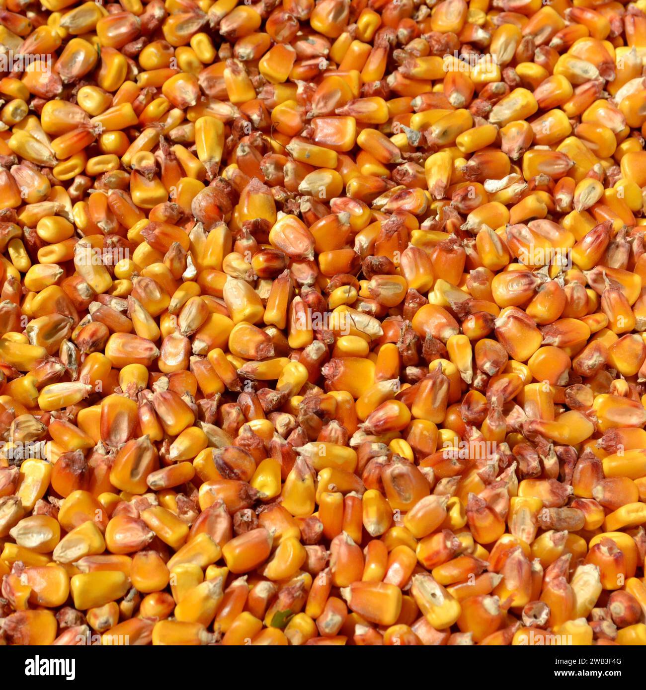 Bulk of orange corn grain background Stock Photo - Alamy