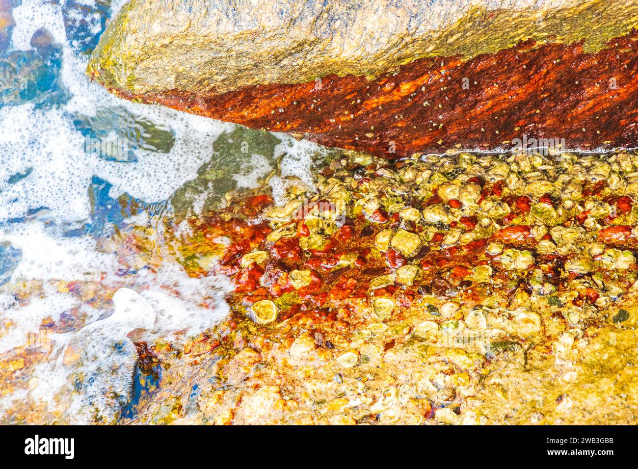 Rock Boulder In The Water Which Consists Entirely Of Shells Mussels ...