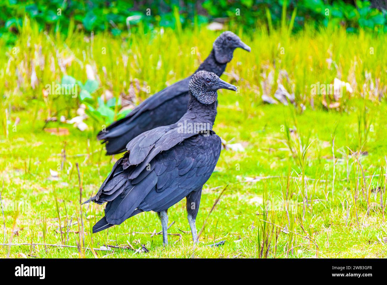 Bráz rio hi-res stock photography and images - Alamy