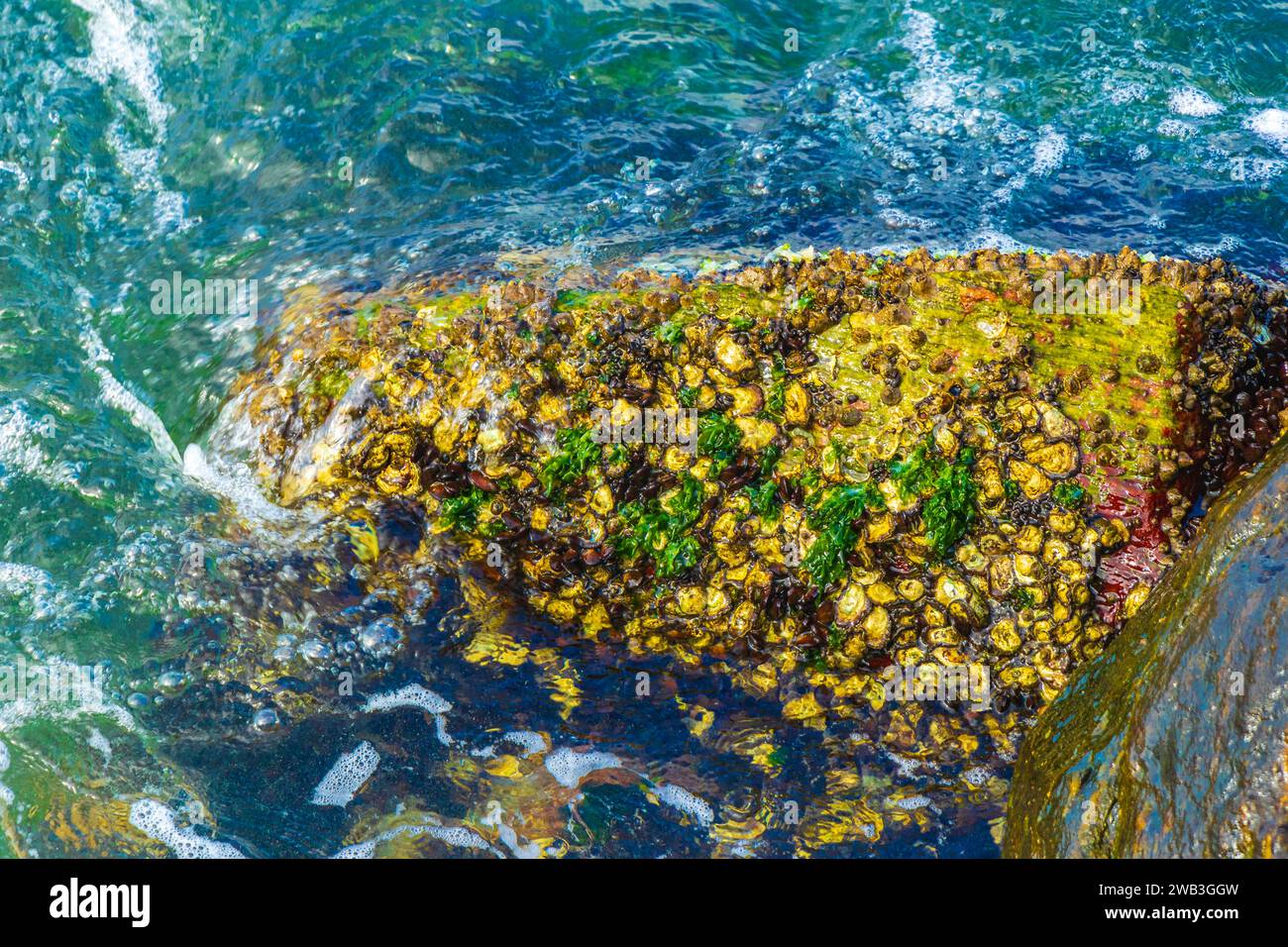 Rock Boulder In The Water Which Consists Entirely Of Shells Mussels ...