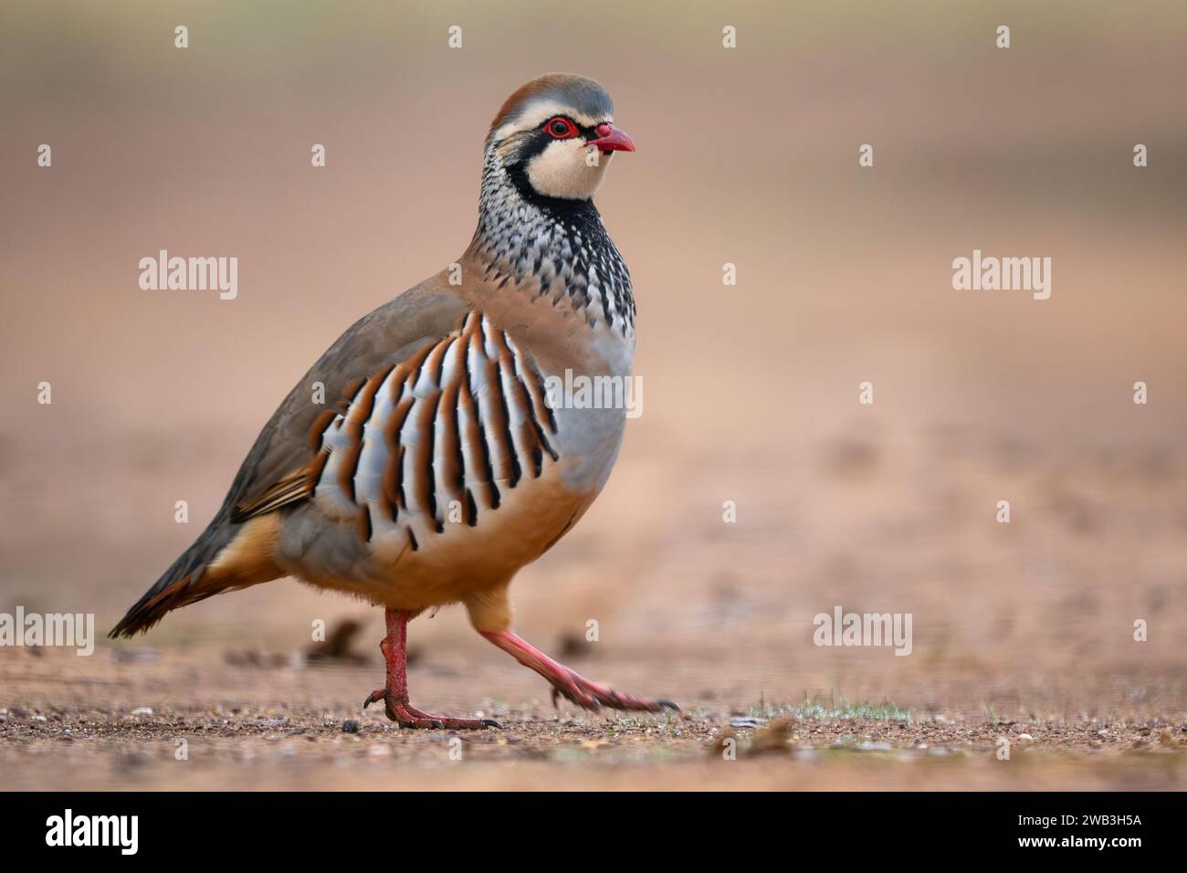 Red-legged Partridge - Alectoris rufa, beautiful colored ground bird ...