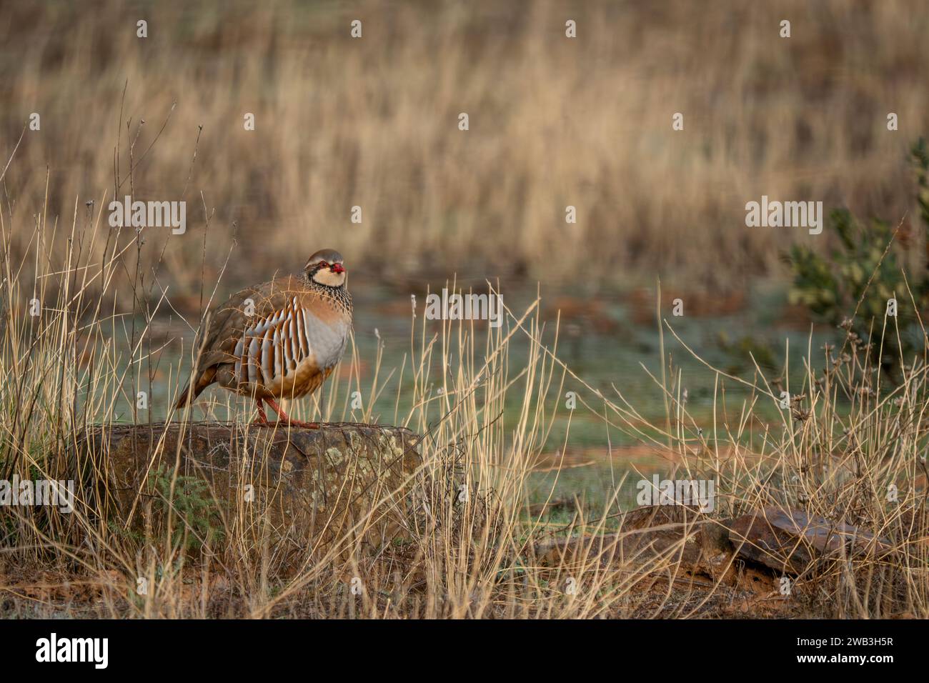Red-legged Partridge - Alectoris rufa, beautiful colored ground bird ...