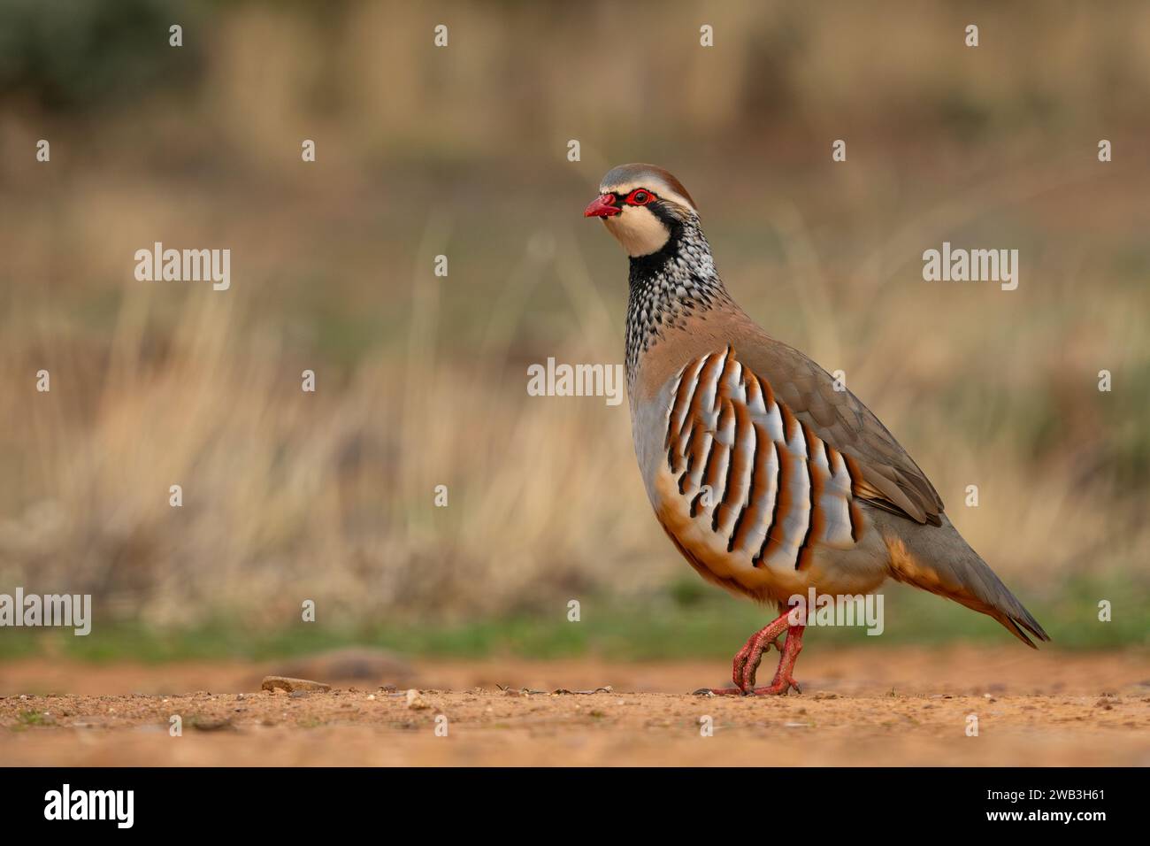 Red-legged Partridge - Alectoris rufa, beautiful colored ground bird ...