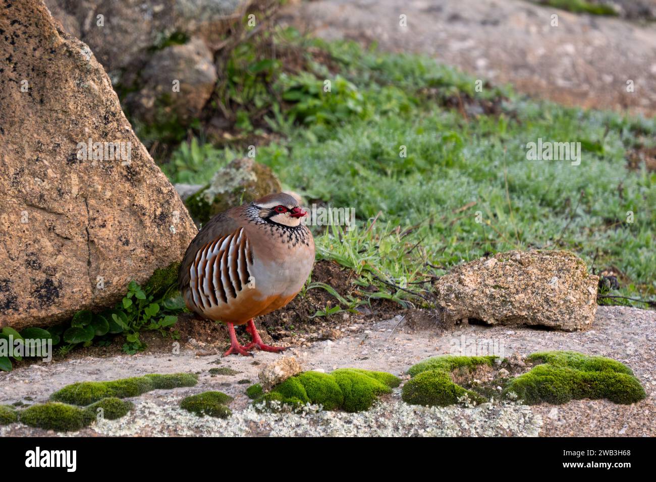 Red-legged Partridge - Alectoris rufa, beautiful colored ground bird ...