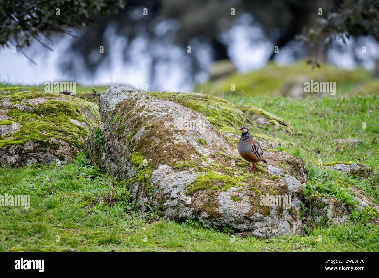 Red-legged Partridge - Alectoris rufa, beautiful colored ground bird ...