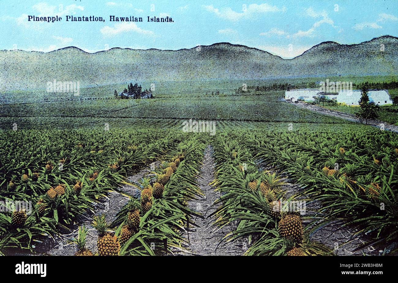 A pineapple plantation on the Hawaiian Islands, from an old colour ...
