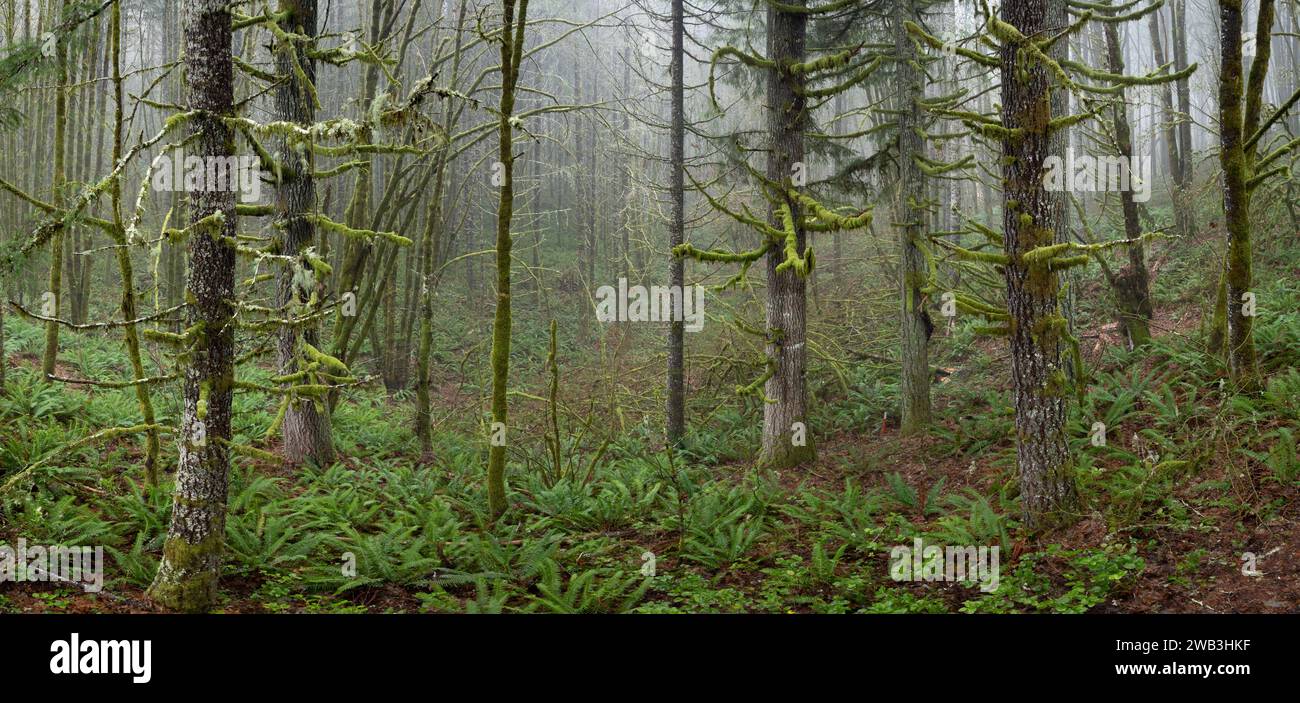 The beautiful woods and nature of oregon hi-res stock photography and ...