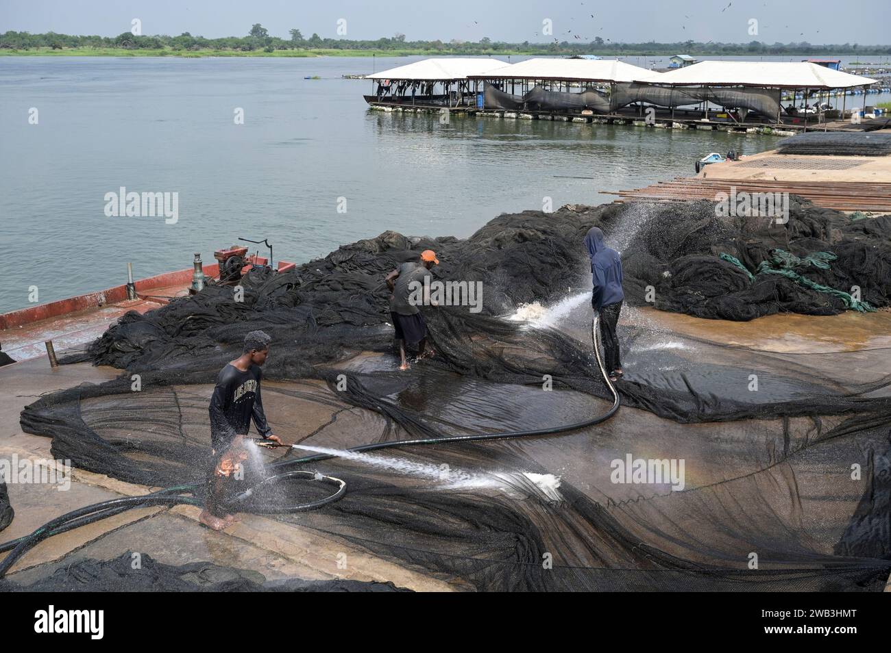 GHANA, Asutsuare, Volta river, Tilapia fish breeding farm of chinese ...