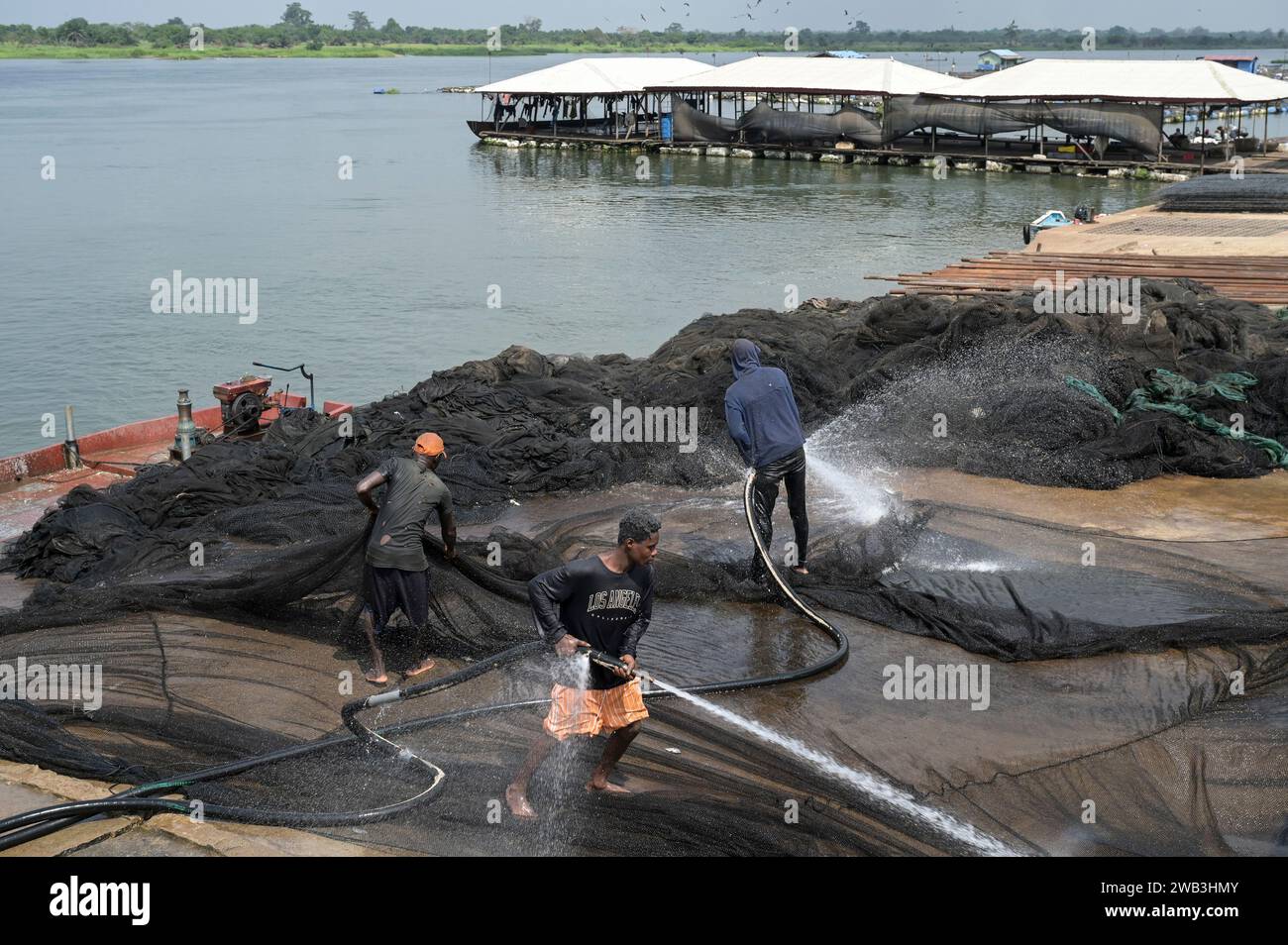 GHANA, Asutsuare, Volta river, Tilapia fish breeding farm of chinese ...
