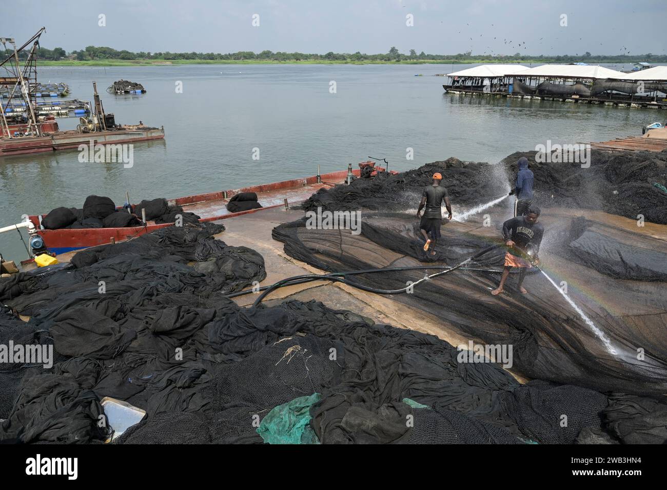 GHANA, Asutsuare, Volta river, Tilapia fish breeding farm of chinese ...