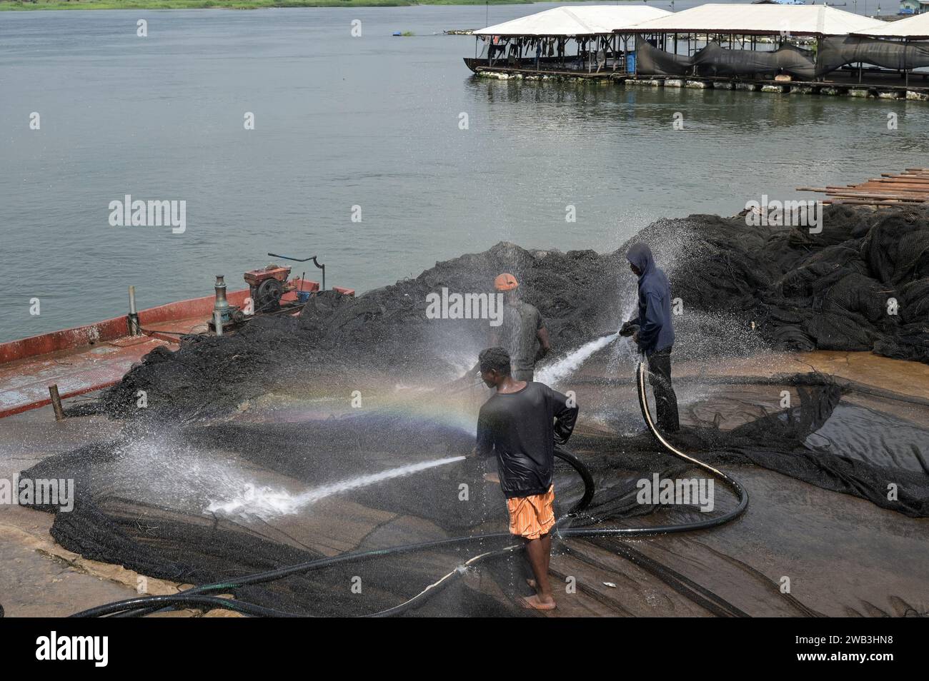 GHANA, Asutsuare, Volta river, Tilapia fish breeding farm of chinese ...