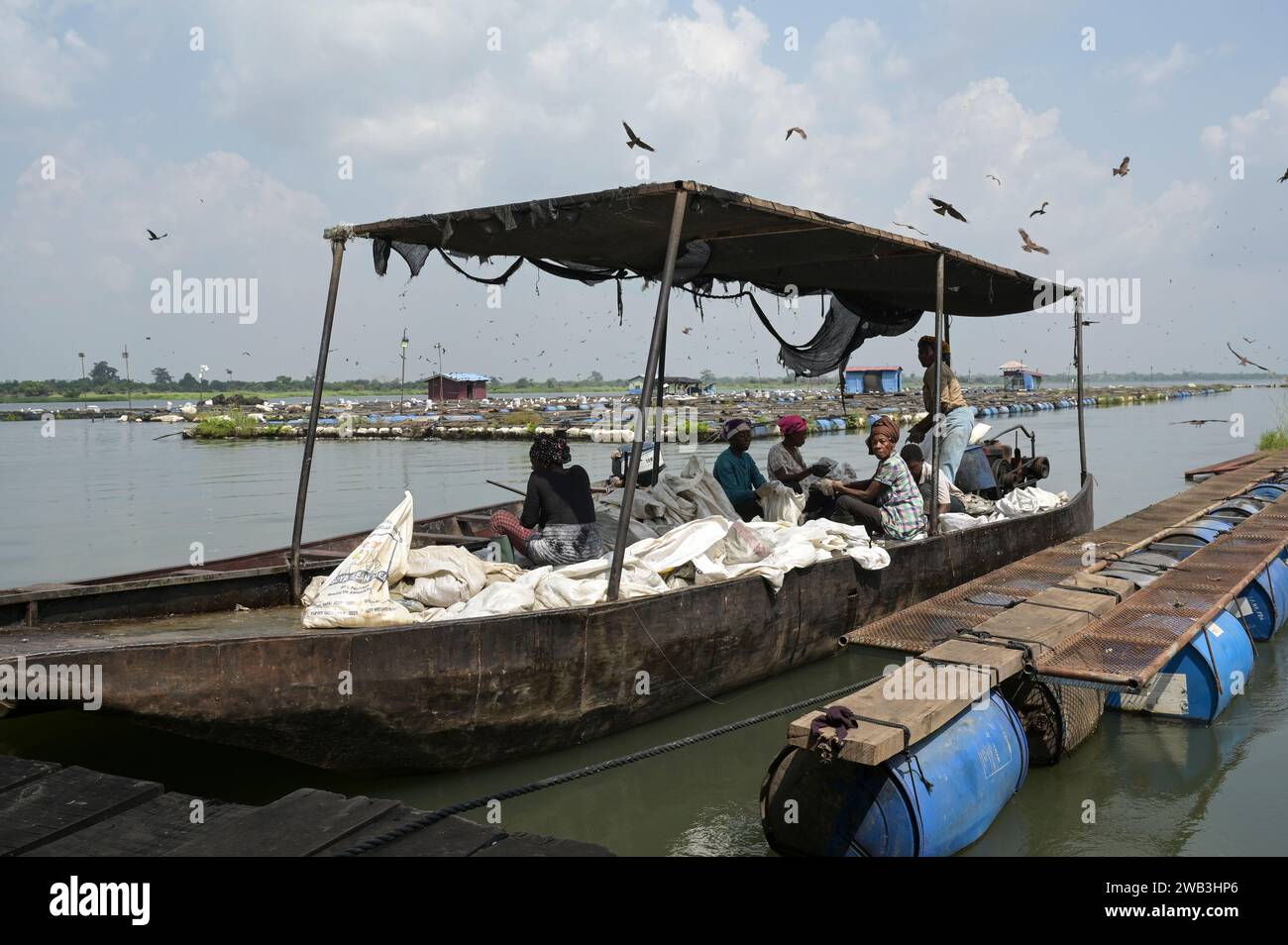 GHANA, Asutsuare, Volta river, Tilapia fish breeding farm of chinese ...