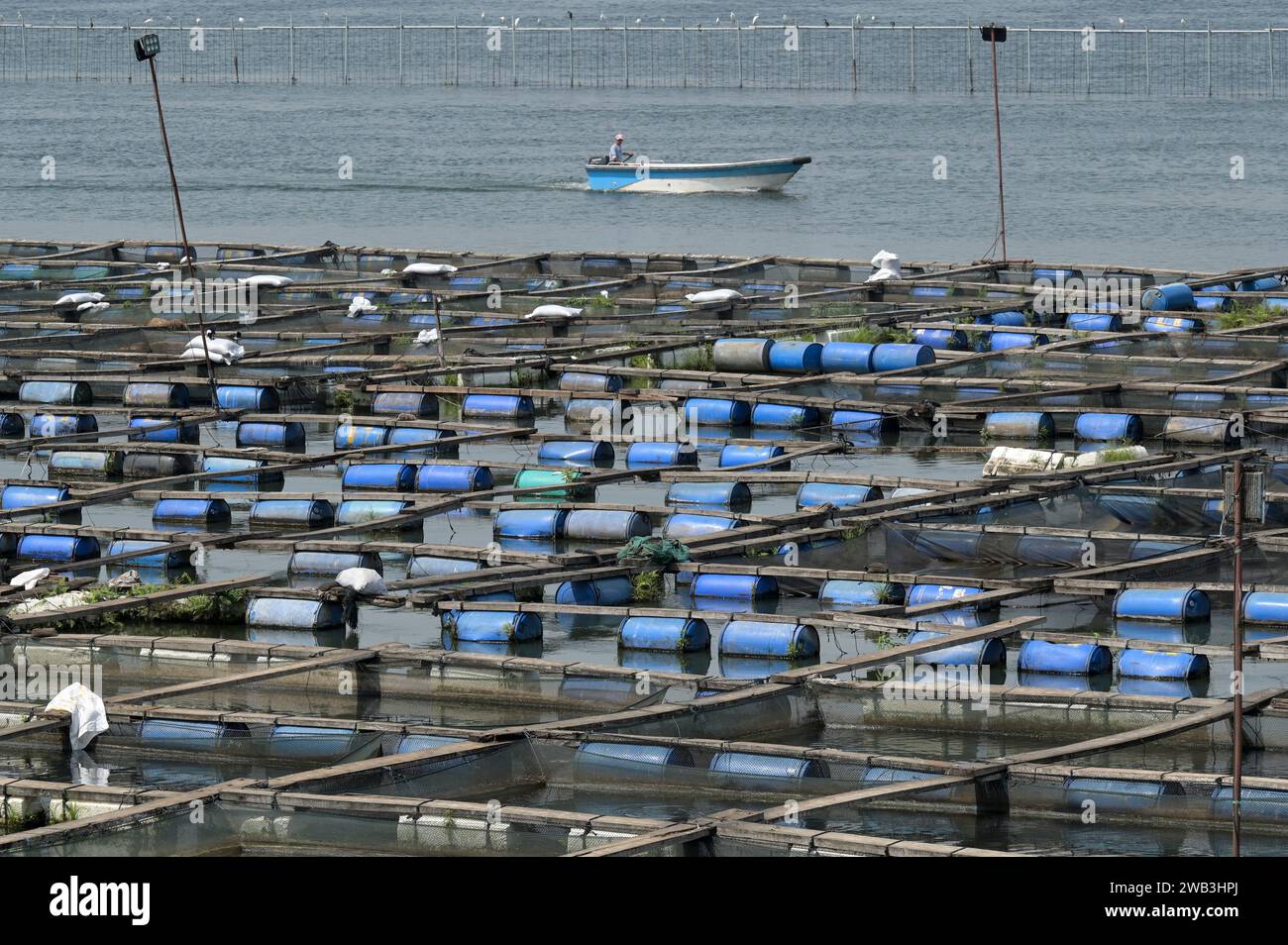 GHANA, Asutsuare, Volta river, Tilapia fish breeding farm of chinese ...