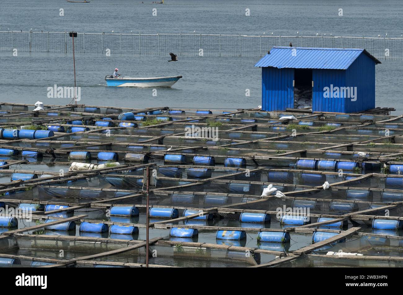 GHANA, Asutsuare, Volta river, Tilapia fish breeding farm of chinese ...