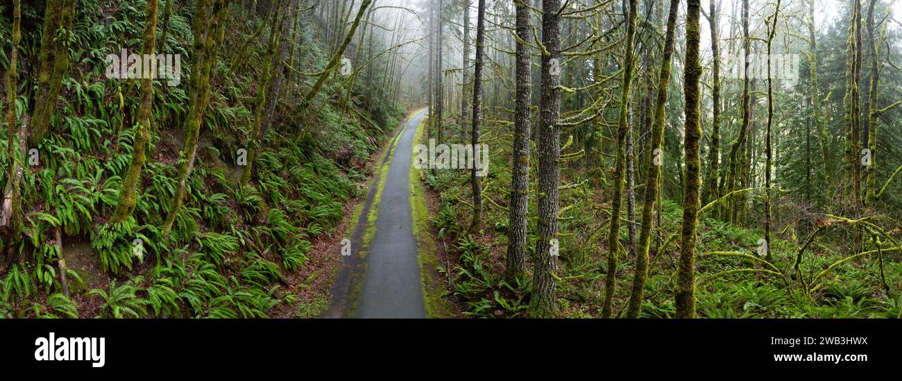 Trees, ferns, and other vegetation line the scenic Banks Vernonia trail ...