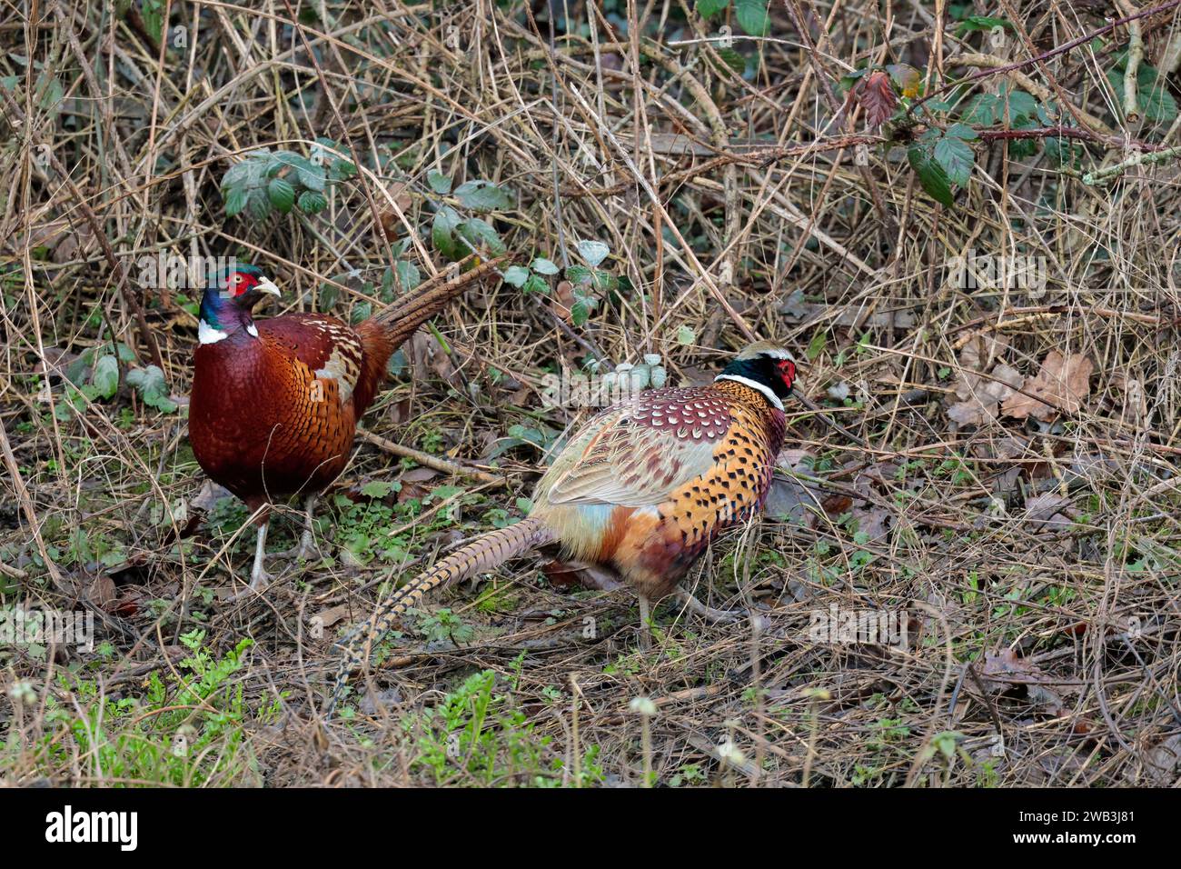 Pheasants Phasianus colchicus, males winter plumage variation red ...