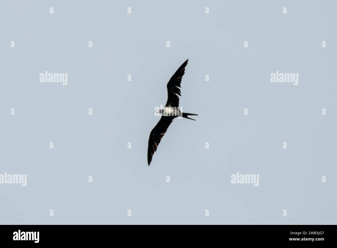 Lesser Frigatebird (Fregata ariel) observed in Waigeo in West Papua ...