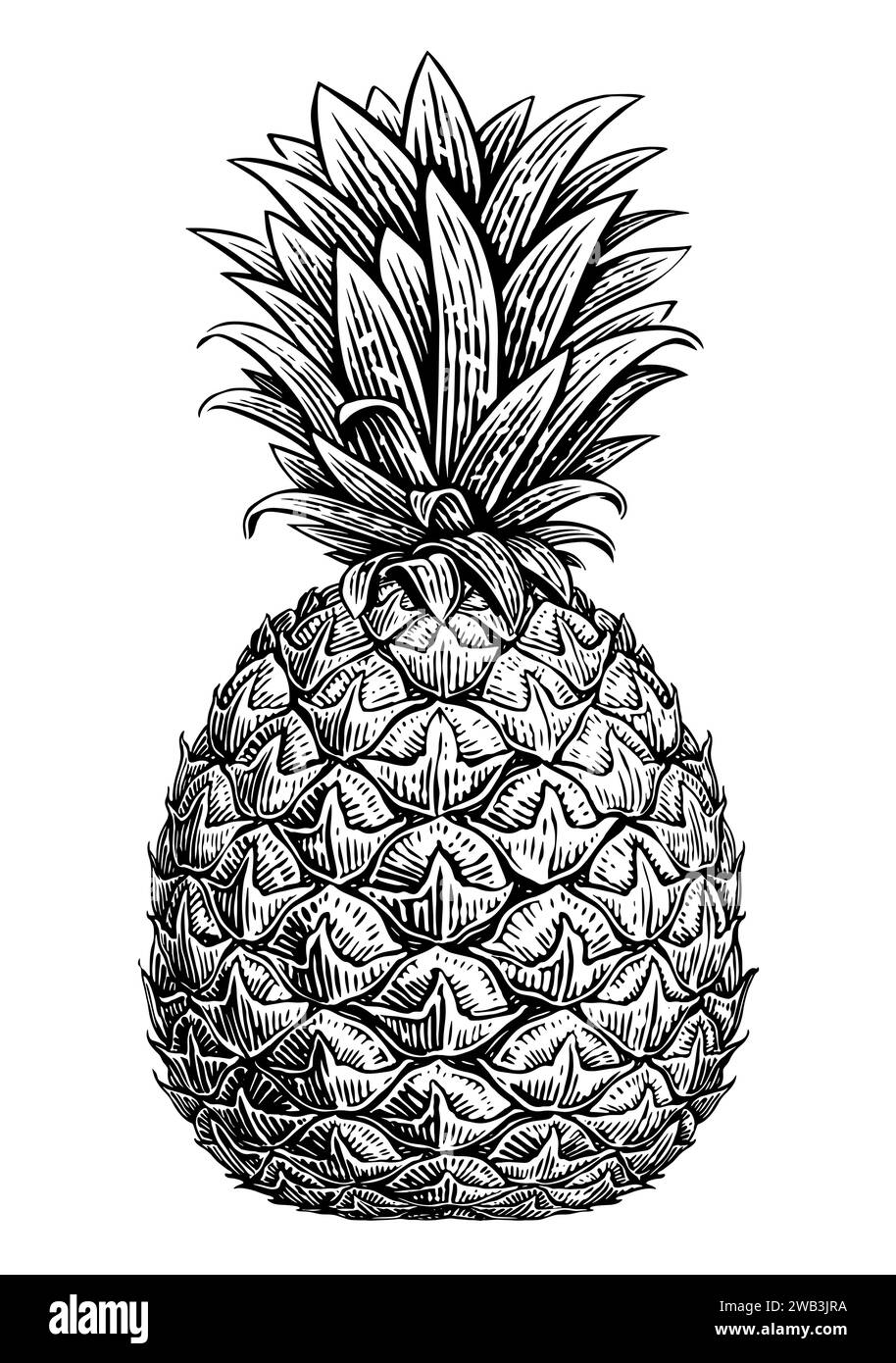 Pineapple. Tropical summer fruit, hand drawn sketch illustration Stock ...