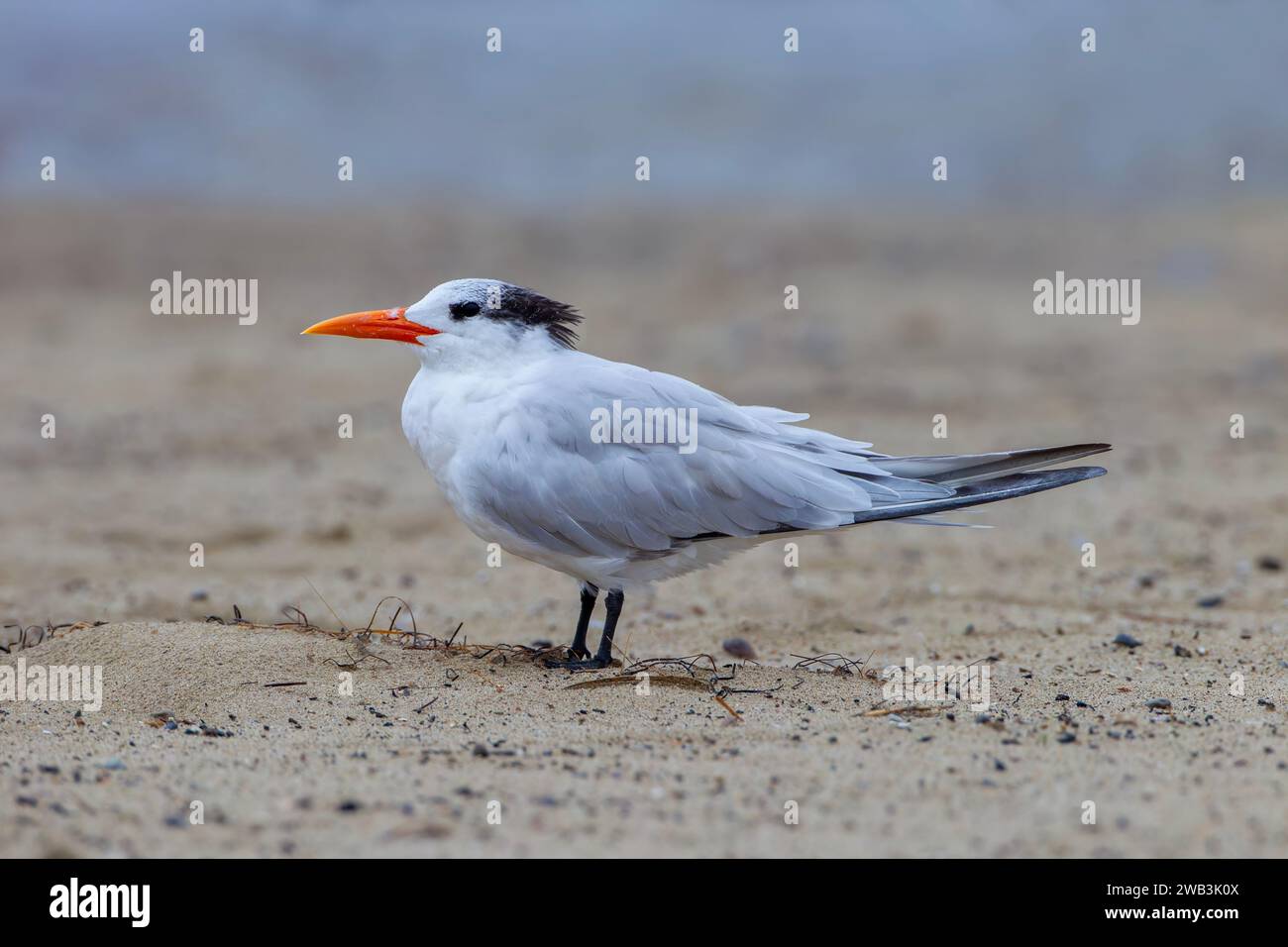 Californian fauna hi-res stock photography and images - Alamy