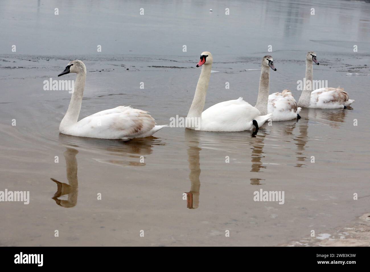 Non Exclusive: KYIV, UKRAINE - JANUARY 6, 2024 - Swans glide on the ...