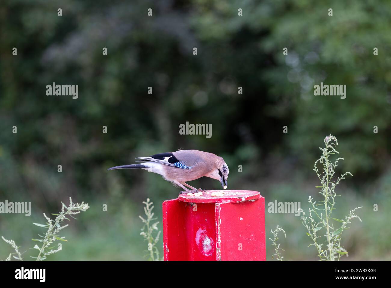 Eurasian jay Garrulus glandarius. Close up. A bird with corn in its ...