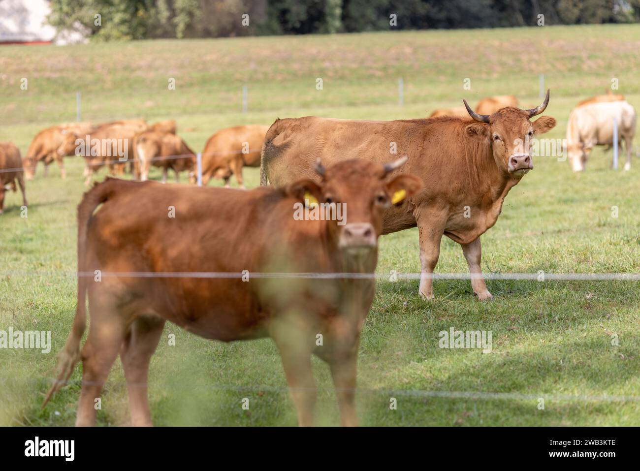 Red kandhari hi-res stock photography and images - Alamy