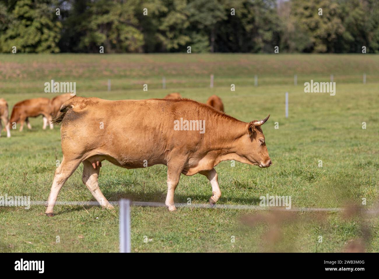 European cow hi-res stock photography and images - Alamy