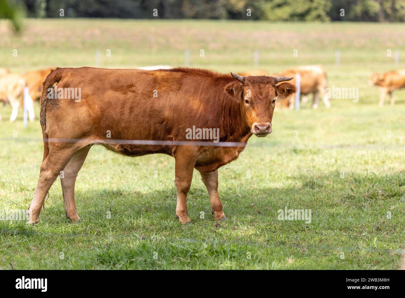 Field milk hi-res stock photography and images - Alamy