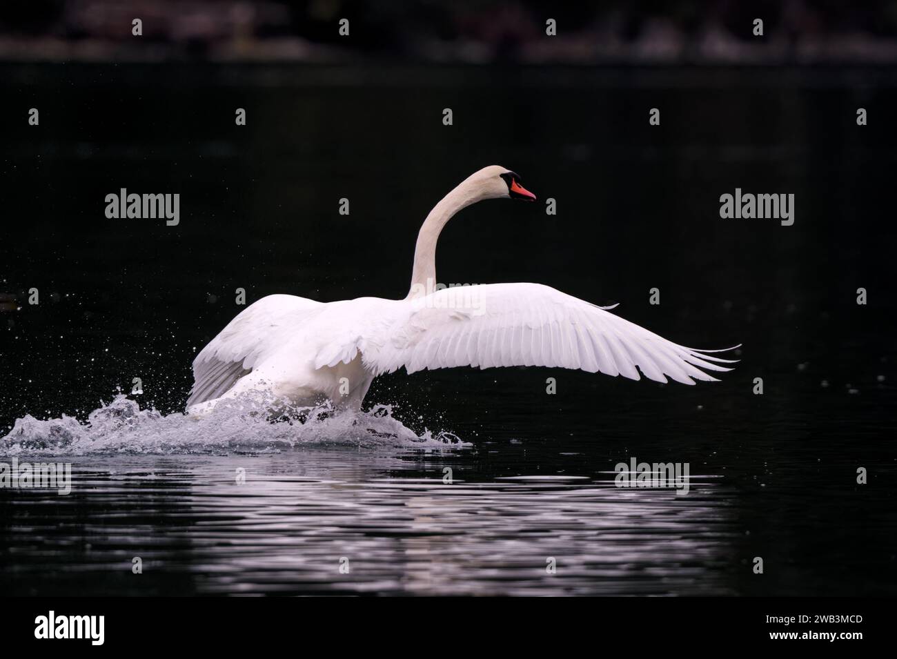 A majestic white swan is pictured in mid-flight, wings outstretched, as ...