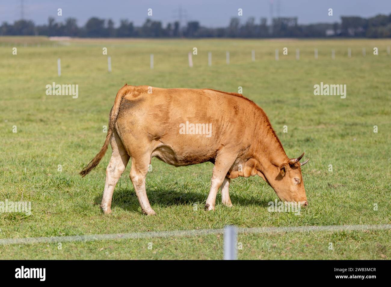 Domestic cows walk in meadow hi-res stock photography and images - Alamy