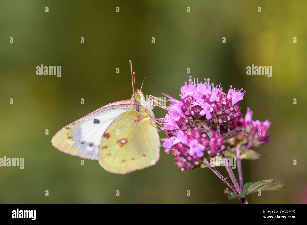 Golden Eight - Colias Hyale Sucks With Its Trunk Nectar From An Oregano ...