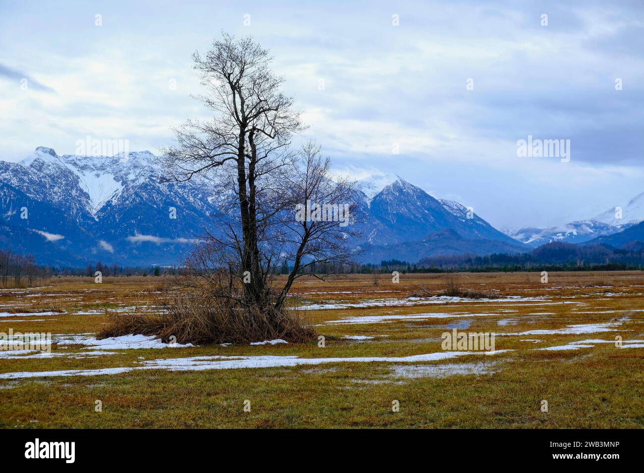 Moos ebene hi-res stock photography and images - Alamy