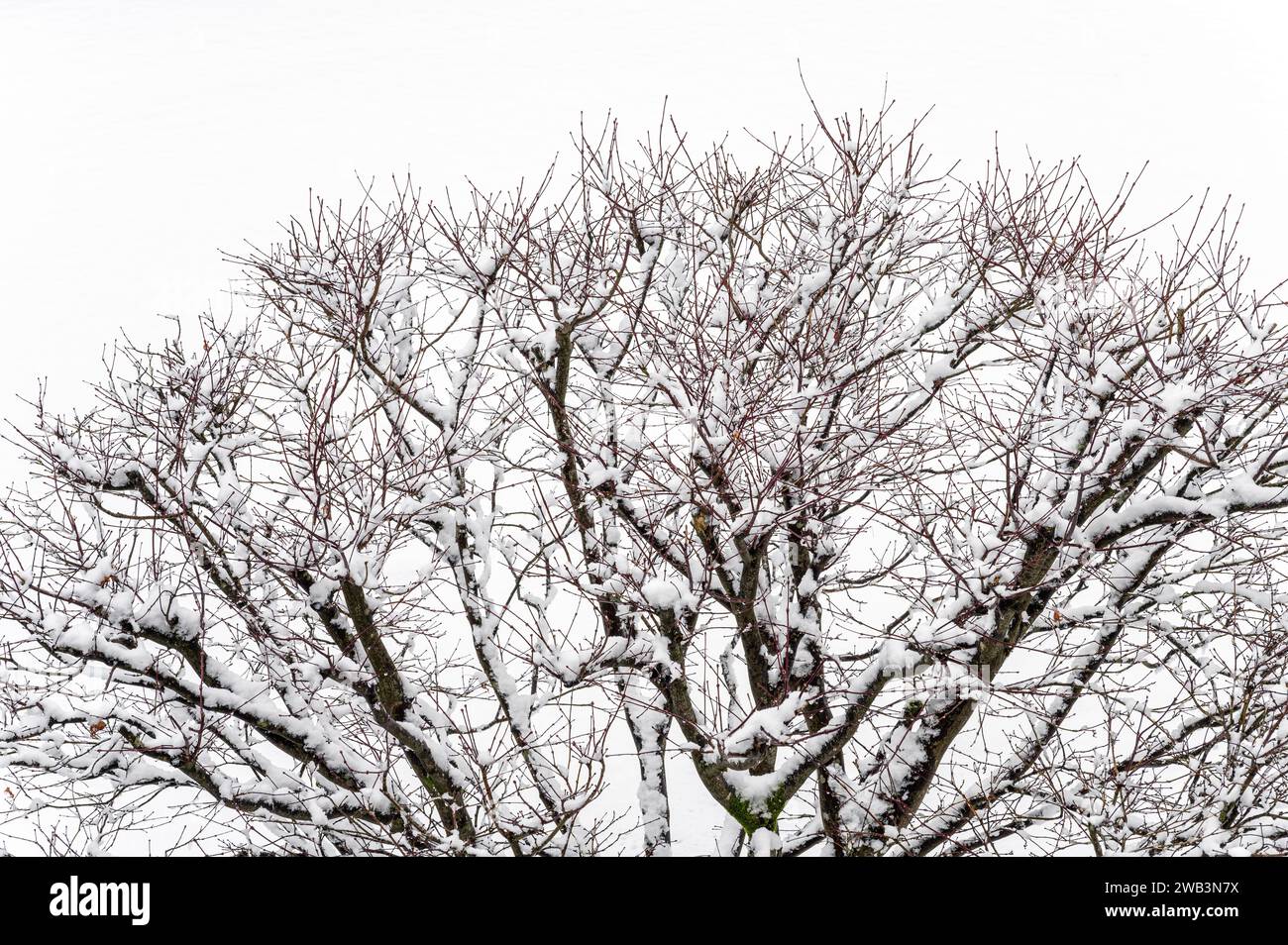 Branches of tree during snow hi-res stock photography and images - Alamy