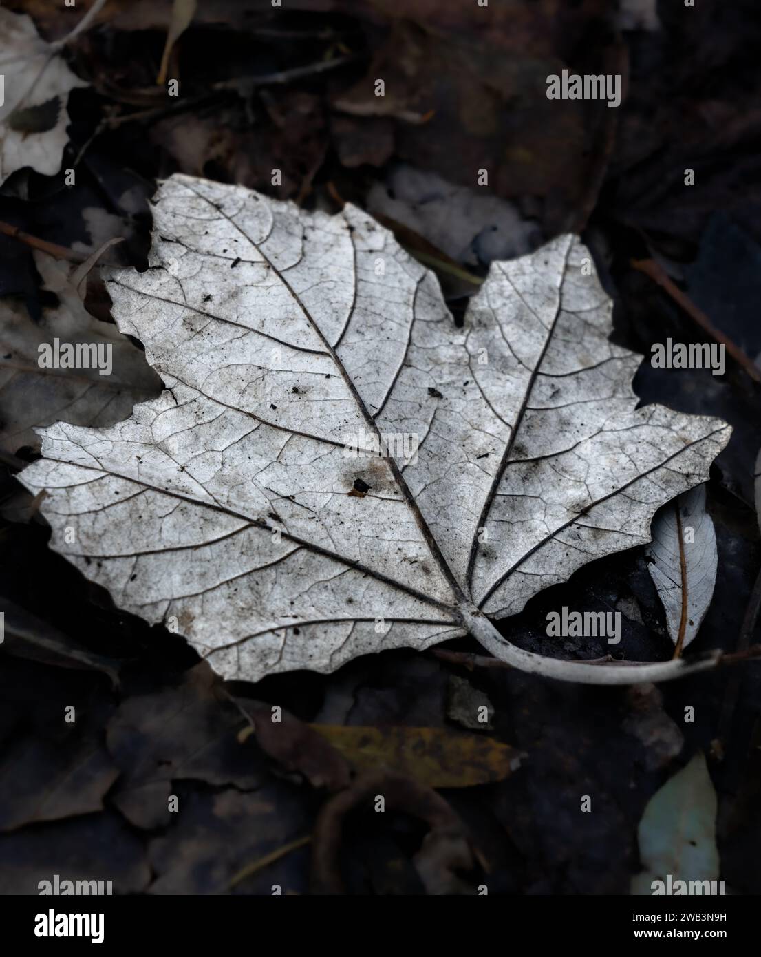 Grayscale contrast hi-res stock photography and images - Alamy