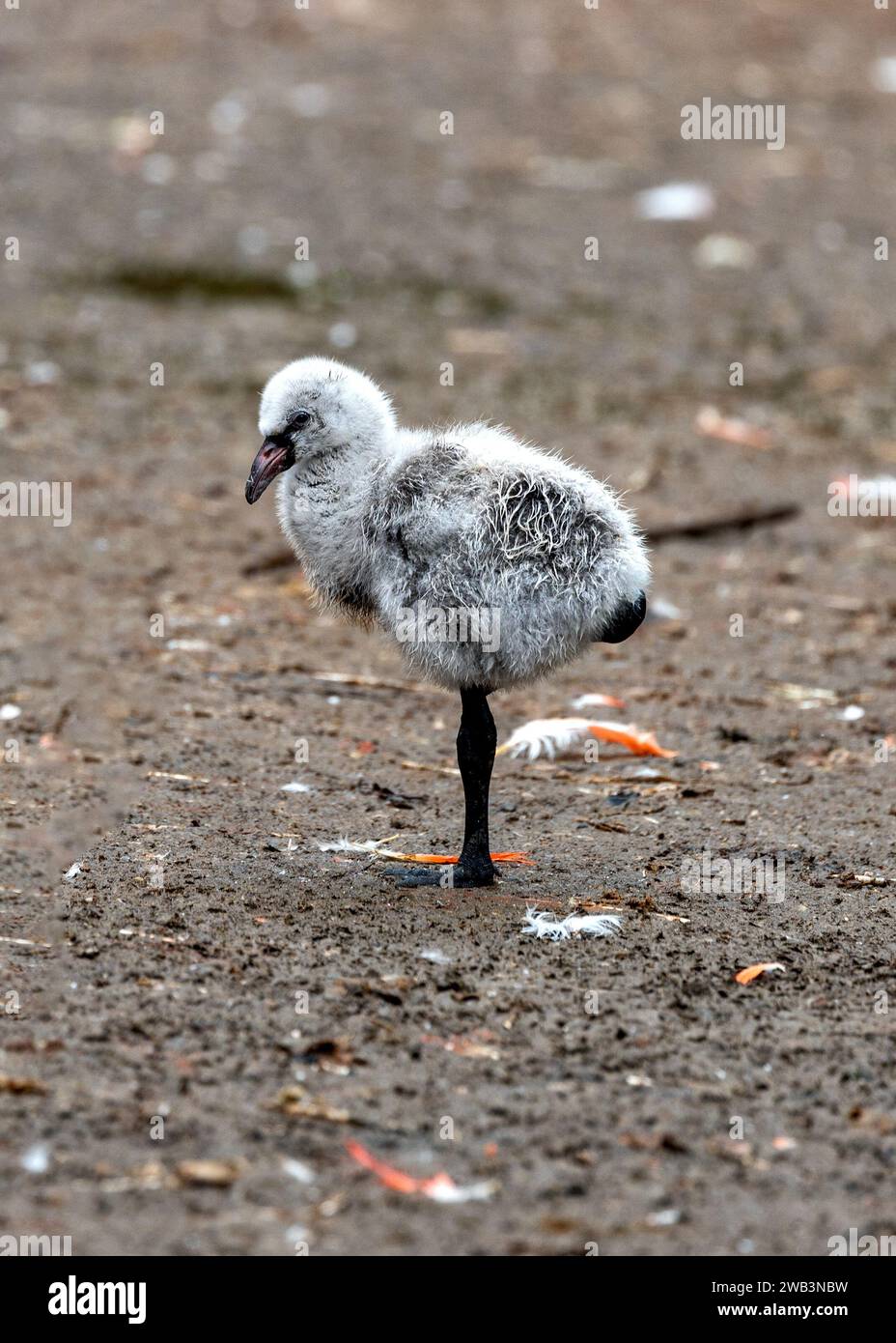 Grace h hi-res stock photography and images - Alamy