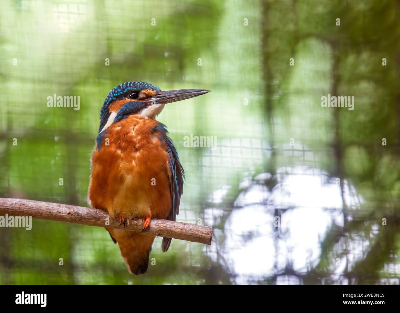 Alcedo atthis, the Common Kingfisher, graces waterways worldwide with ...