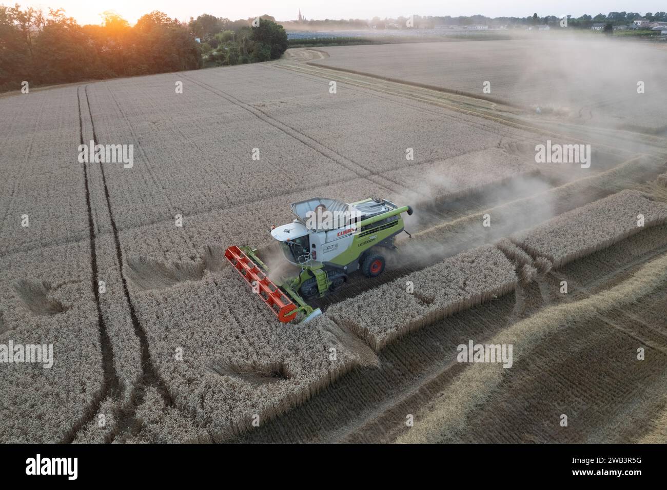 aerial view combine harvester threshing wheat grain in large field at ...