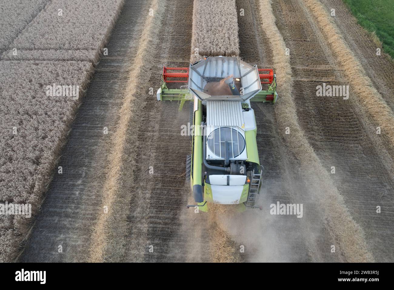 aerial view combine harvester threshing wheat grain in large field at ...