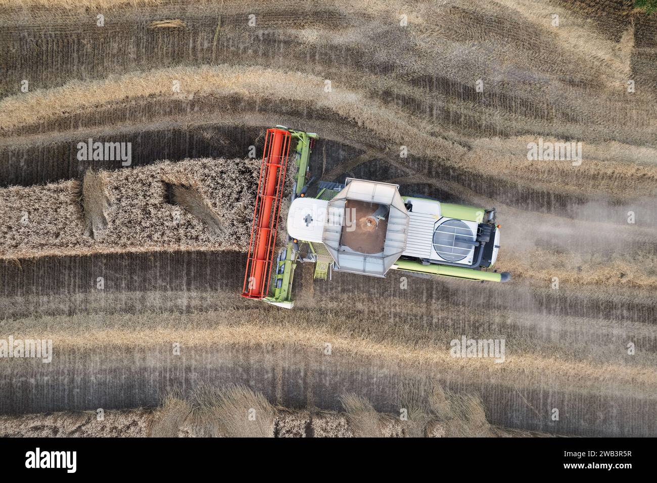 aerial view combine harvester threshing wheat grain in large field at ...