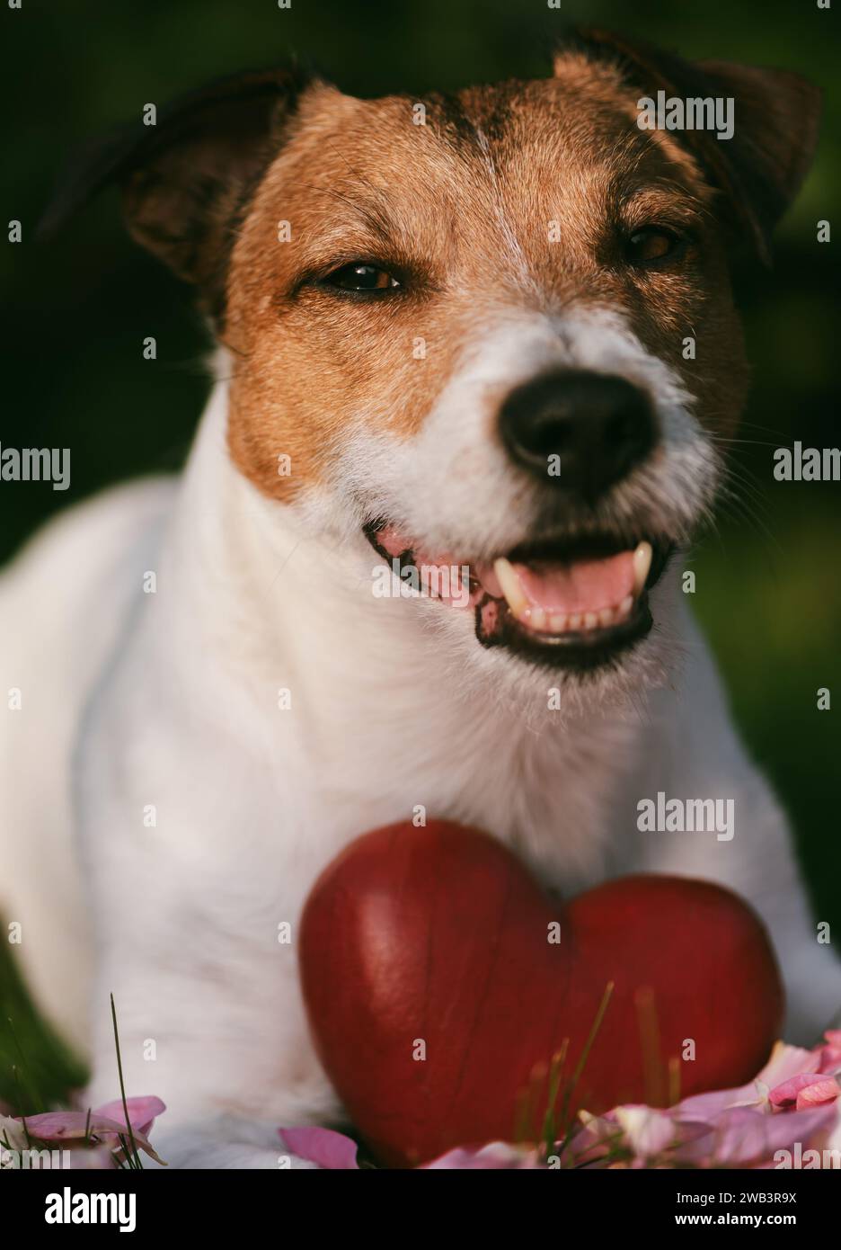Dog hugging red heart as symbol of dog love Stock Photo - Alamy