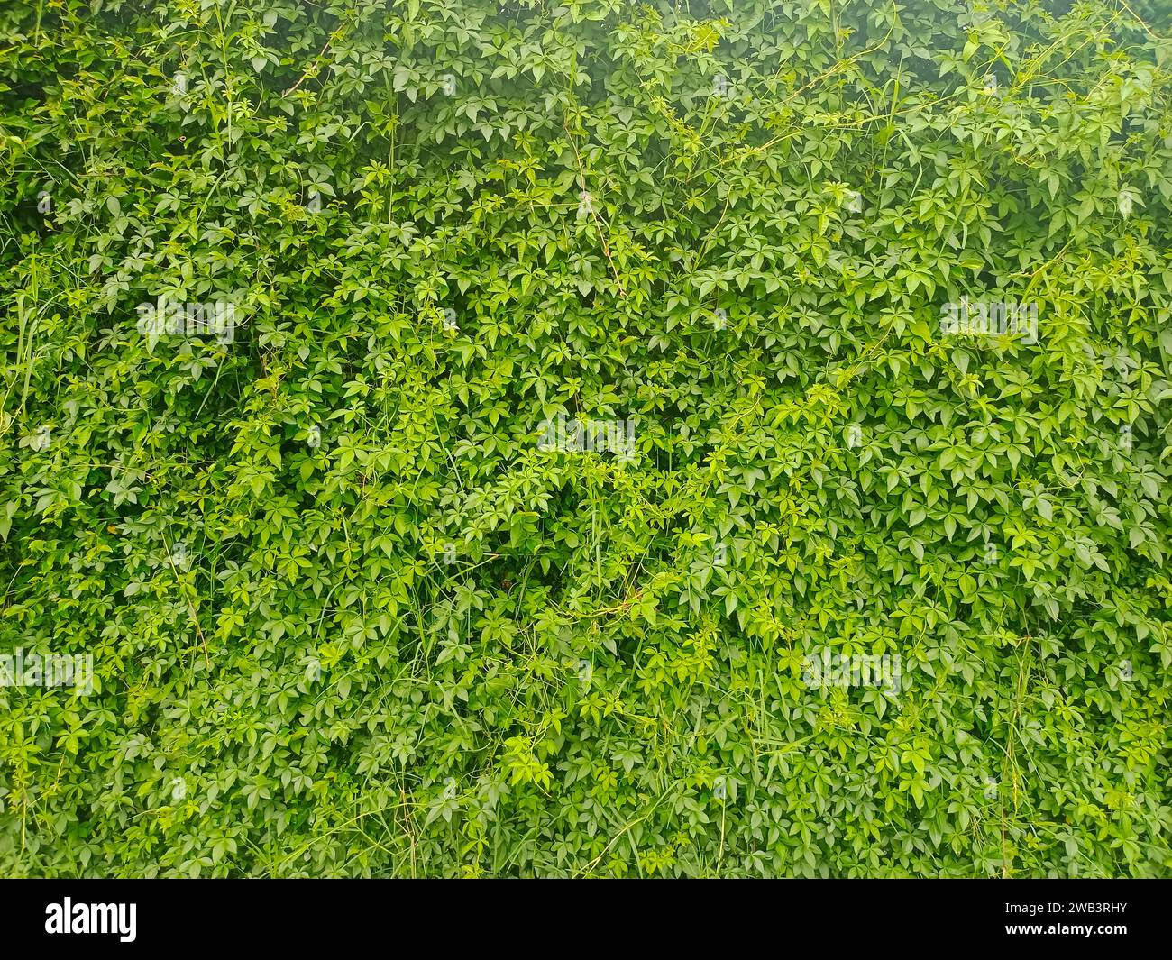 flowers or creeping plants Stock Photo - Alamy