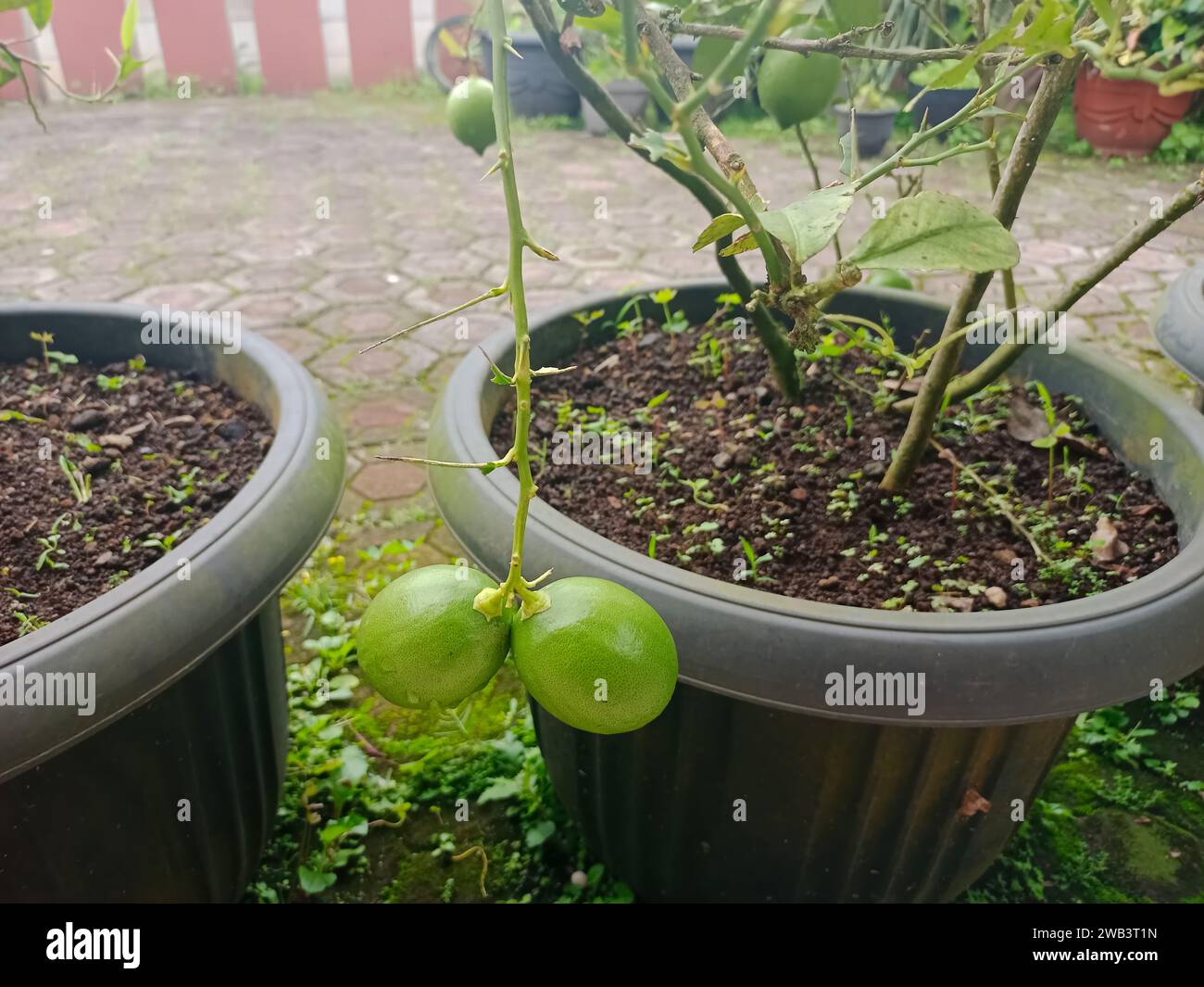 lemon tree in pot Stock Photo - Alamy