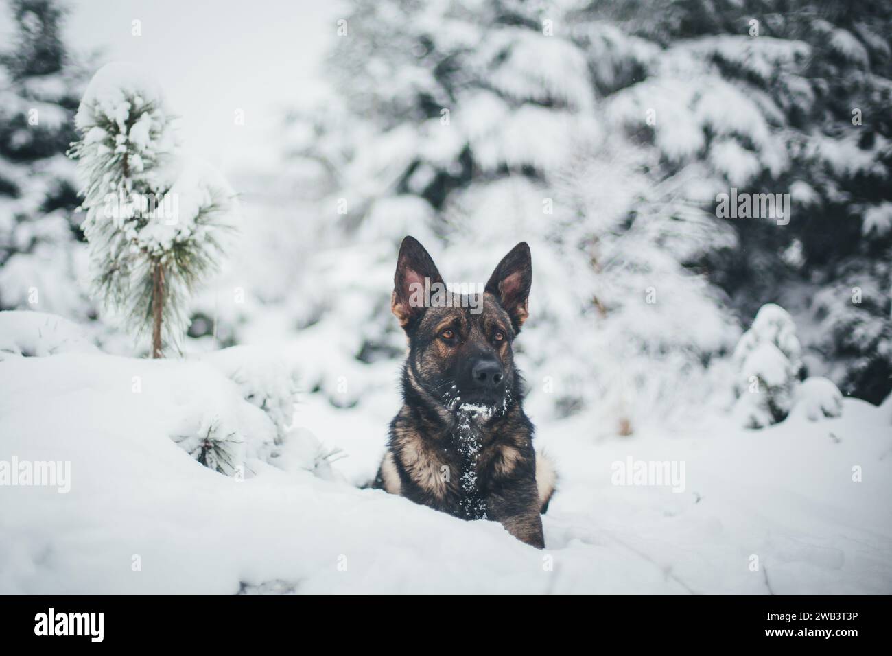 Working line German Shepherd Dog (Alsatian Stock Photo - Alamy