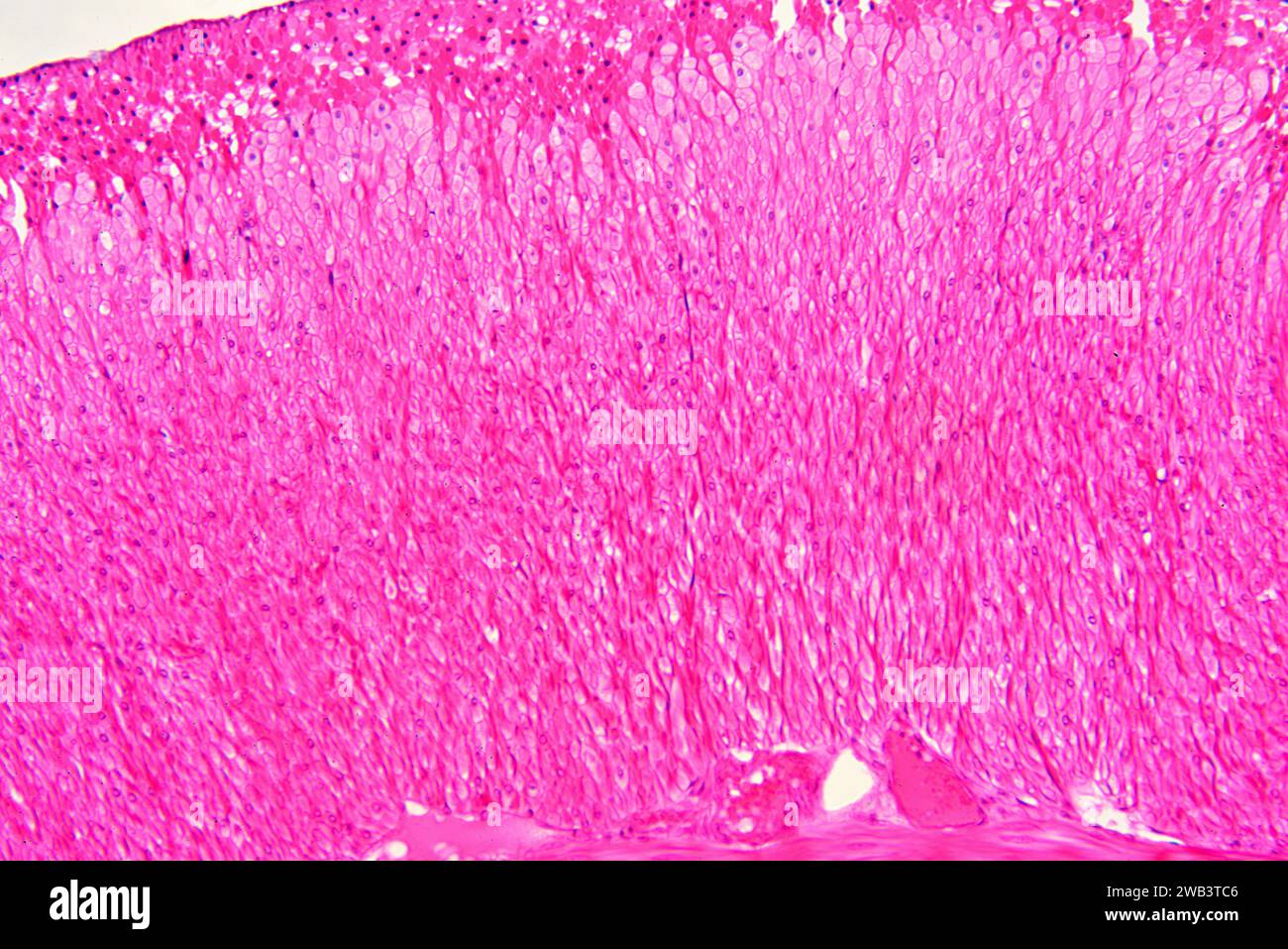 Columnar epithelium hi-res stock photography and images - Alamy