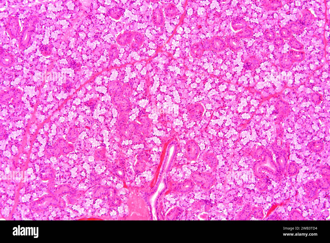 Simple columnar epithelium hi-res stock photography and images - Alamy