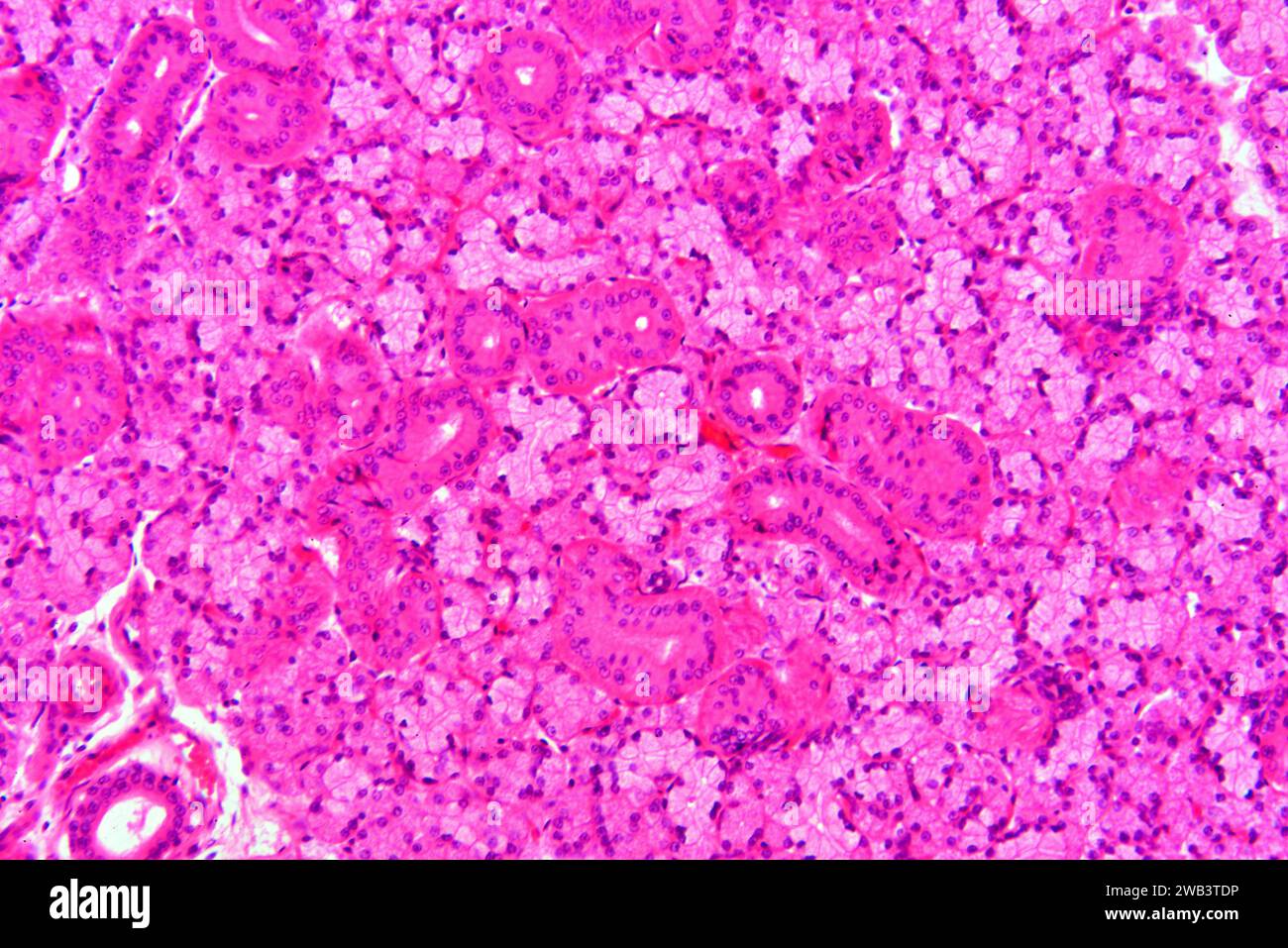 Glandular epithelium hi-res stock photography and images - Alamy