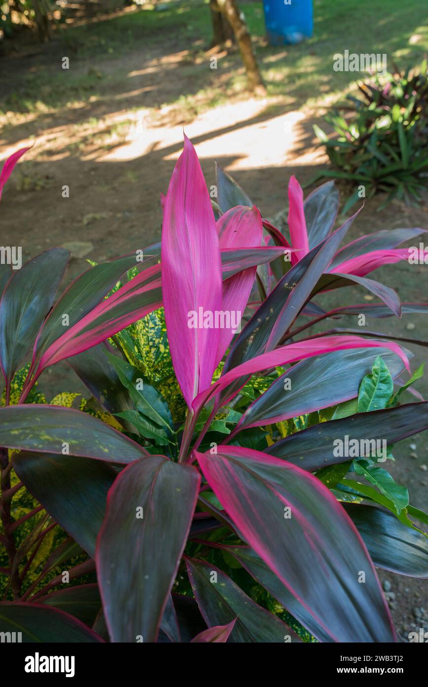 Dudú Lagoon, municipality of Cabrera, province María Trinidad Sánchez ...