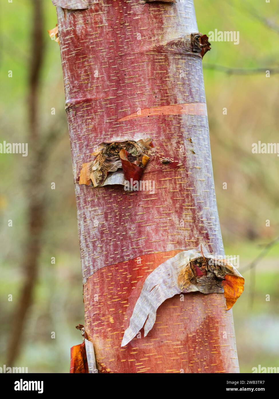 Red brown peeling bark of the hardy decidious Chinese red birch tree ...