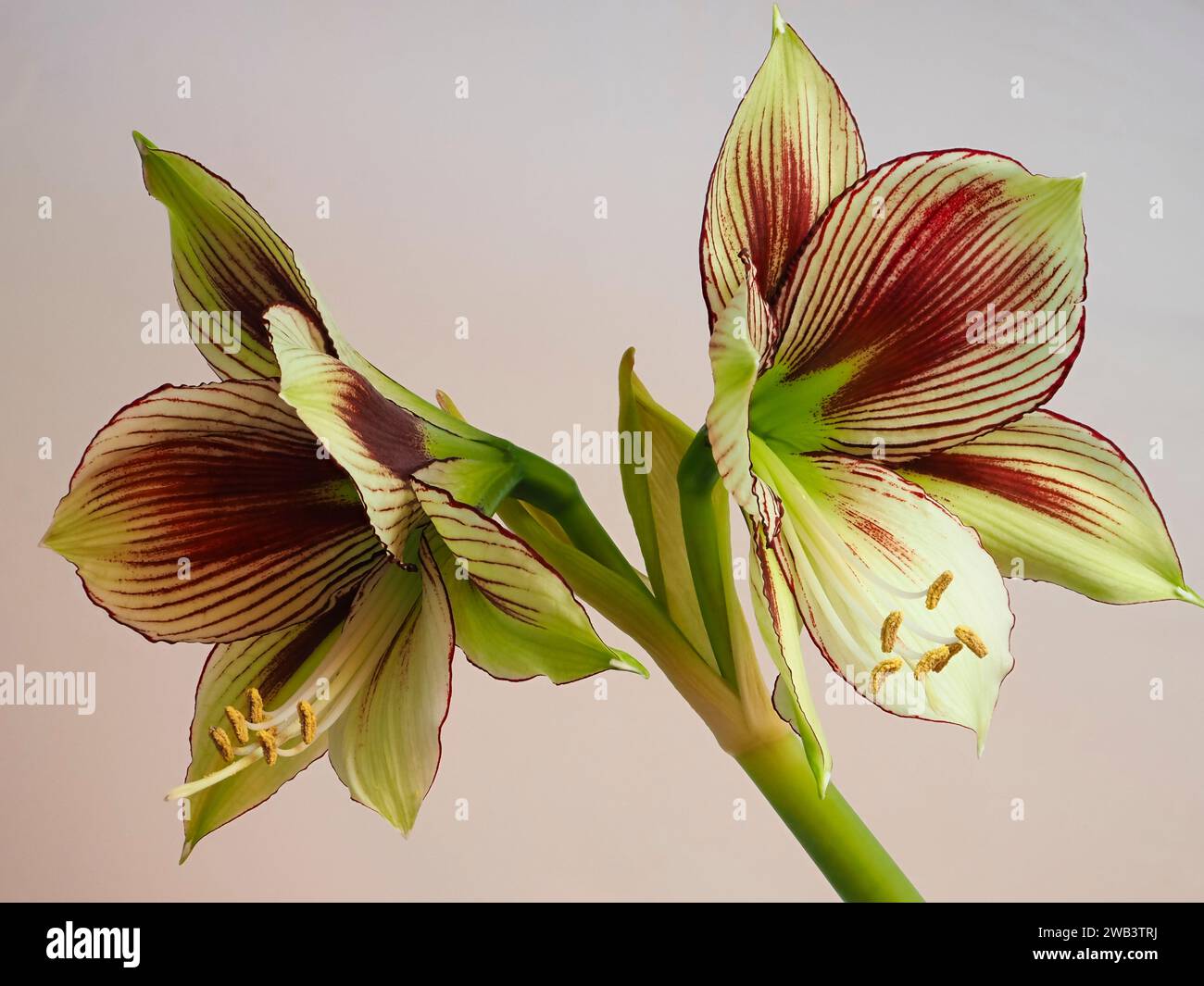 Red and white amaryllis hi-res stock photography and images - Alamy